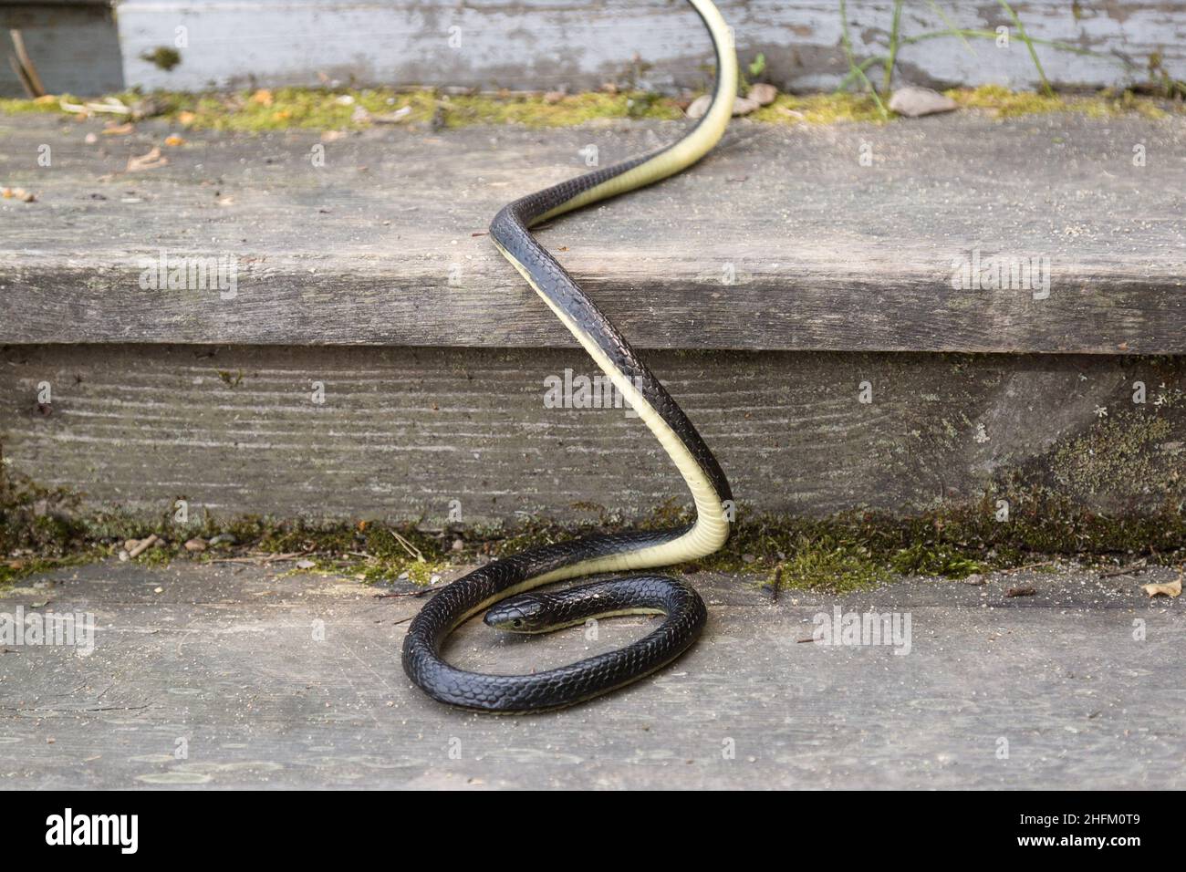 A black poisonous snake near the house on an old wooden staircase Stock ...