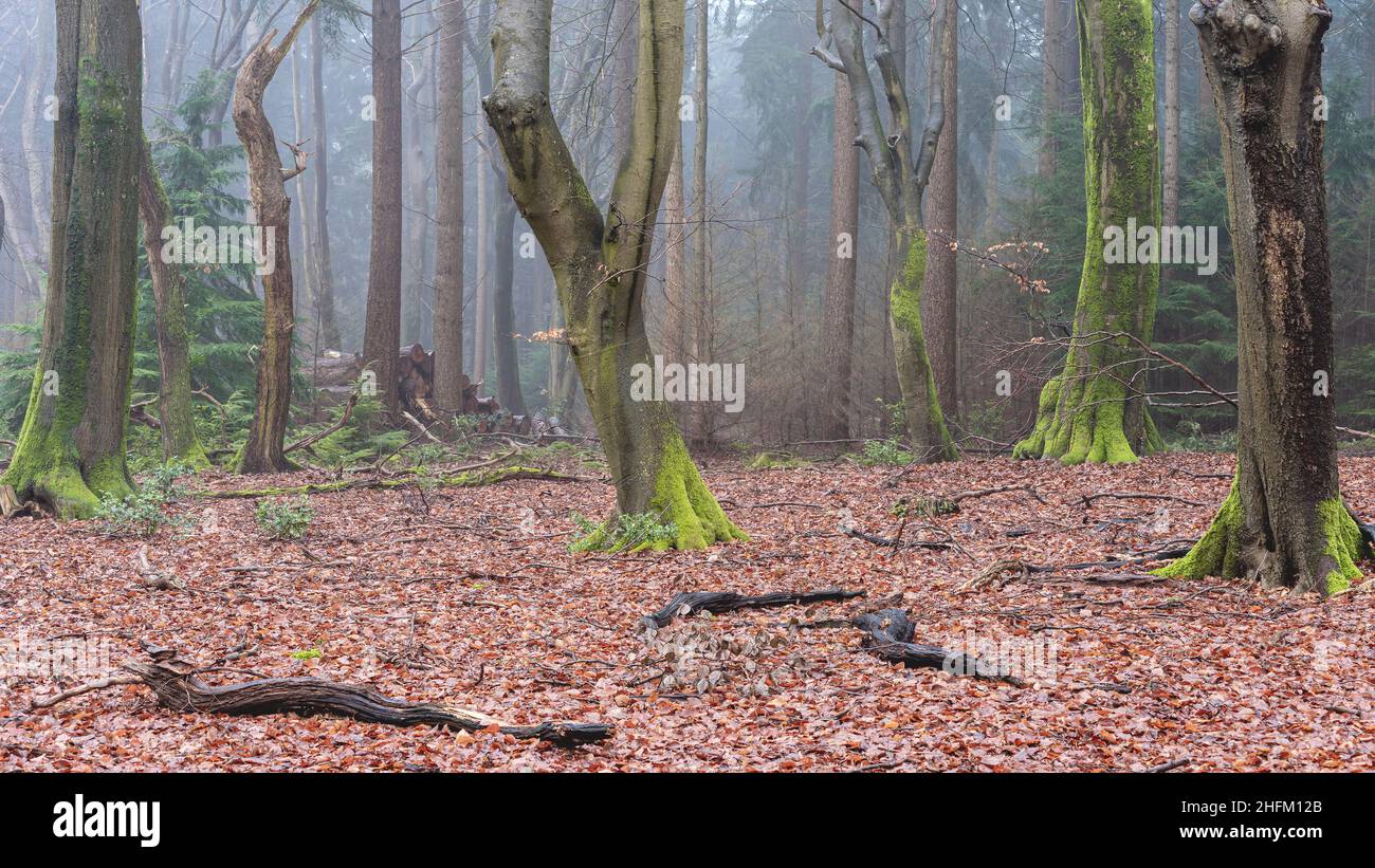 Foggy day in the forest in The Netherlands, Speulderbos Veluwe Stock ...