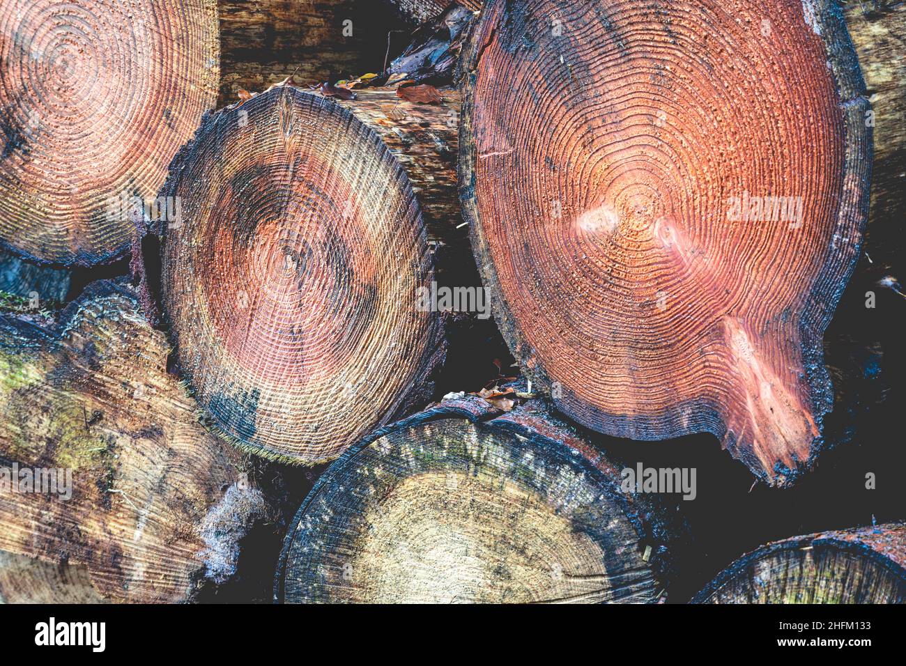 Cutted wood in the forest of The Netherlands, Speulderbos, Veluwe Stock ...