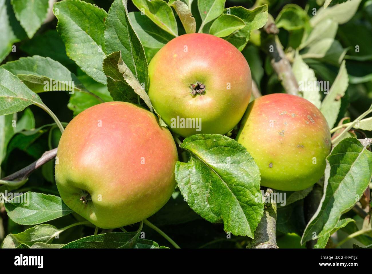 Apple 'Nuvar Cheerfull Gold'. Malus domestica 'Nuvar Cheerfull Gold ...