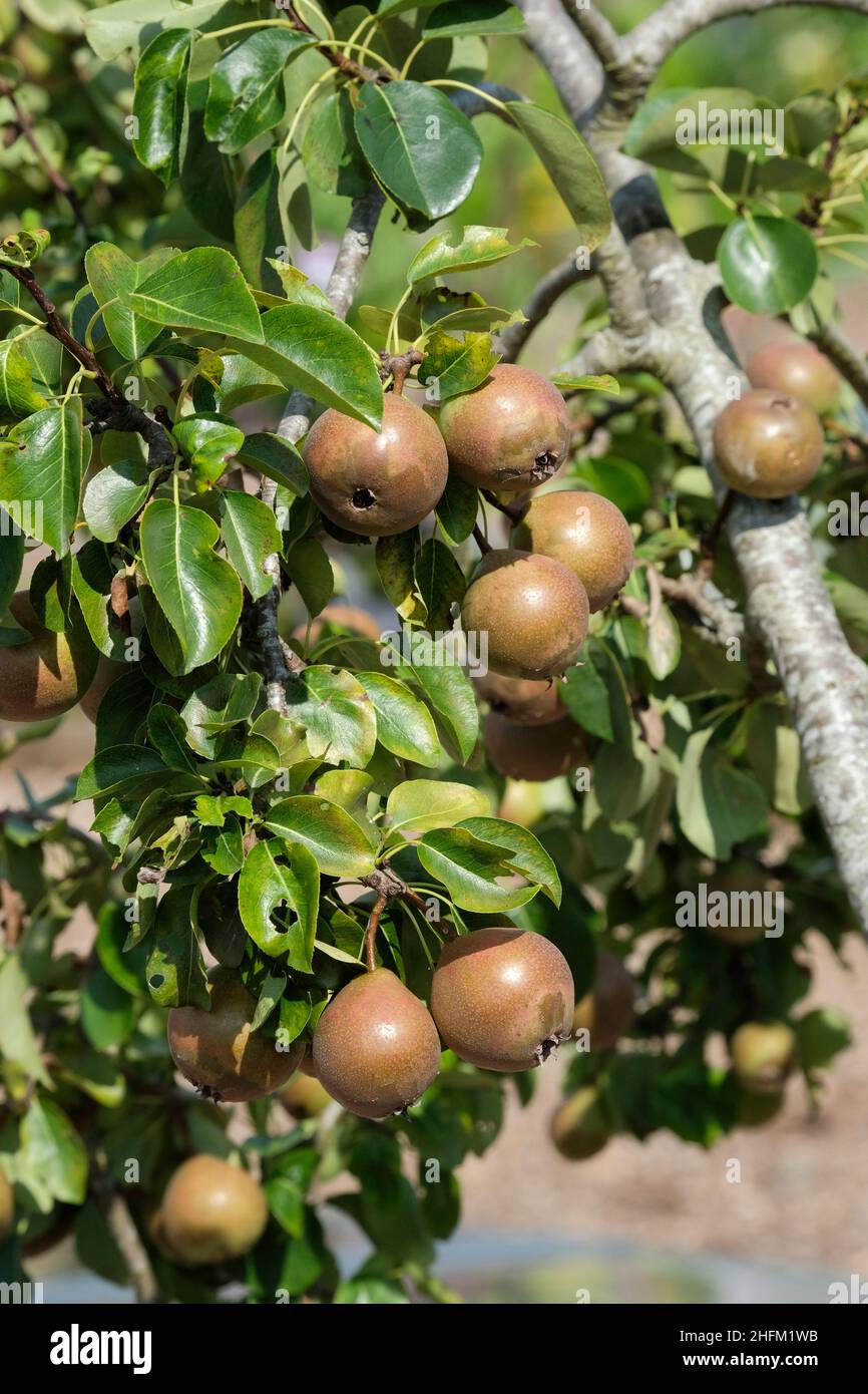 Perry pear red horse hi-res stock photography and images - Alamy