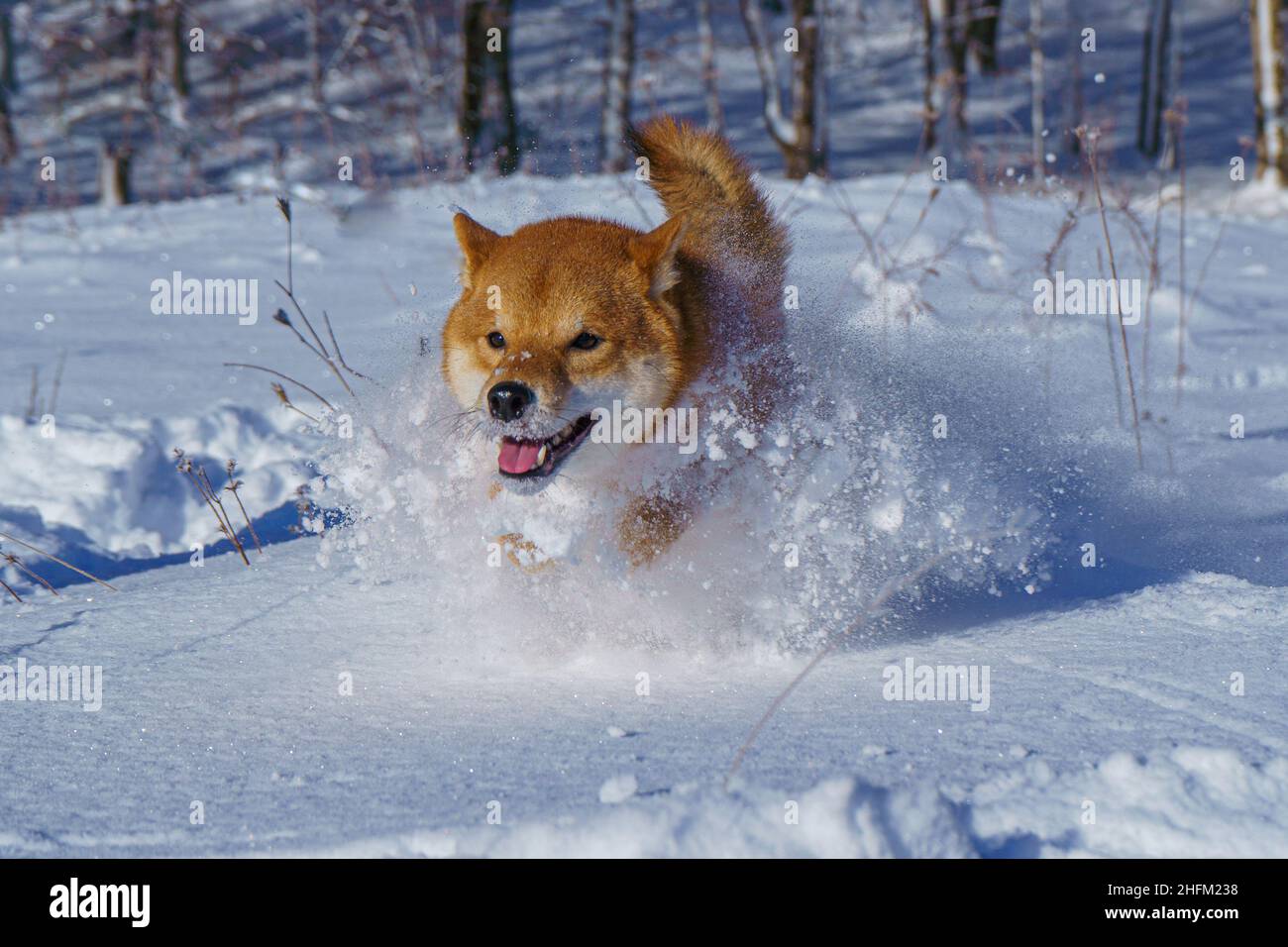 The Shiba Inu Japanese dog plays in the snow in winter Stock Photo - Alamy