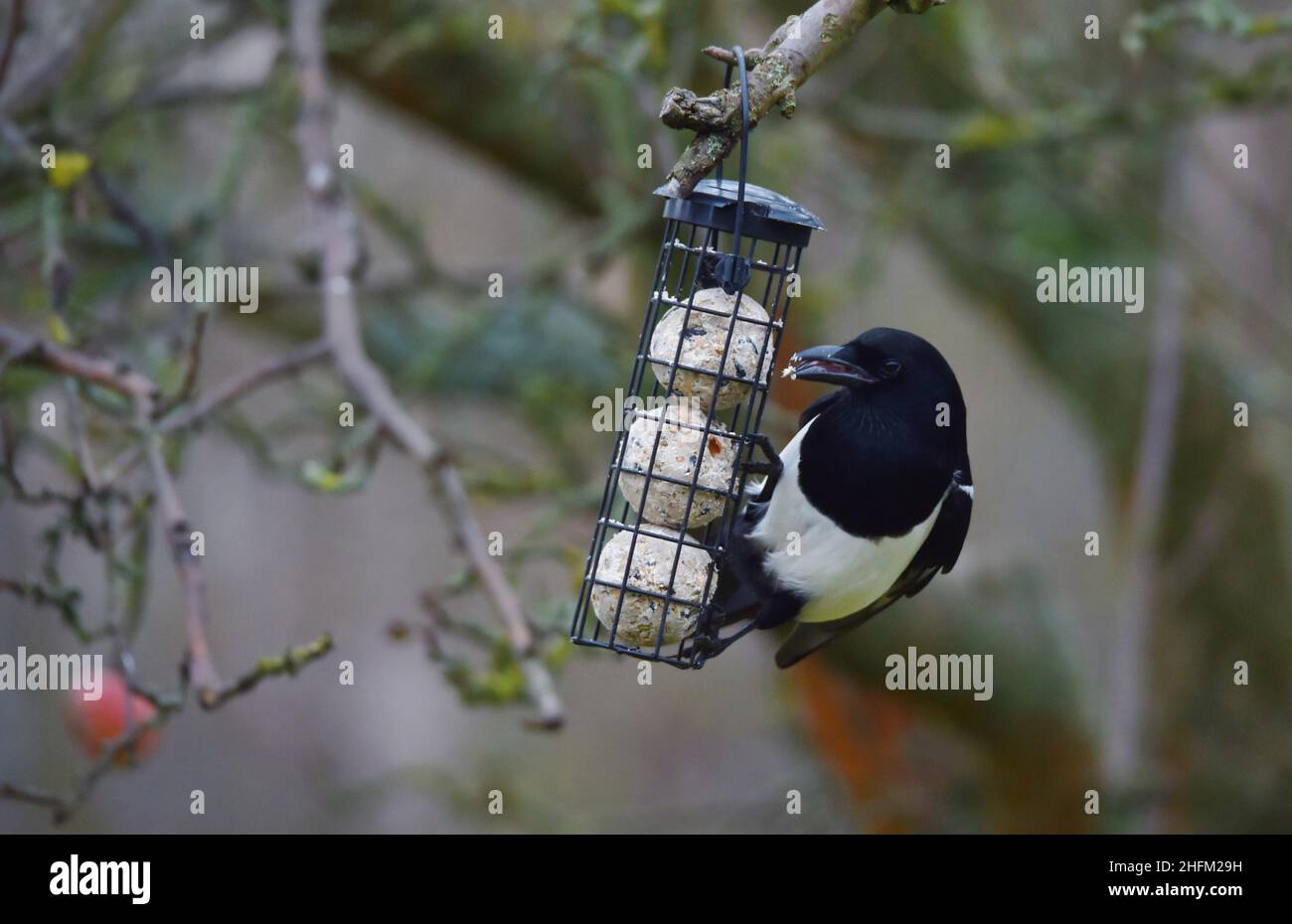 Apple and fat ball hi-res stock photography and images - Alamy