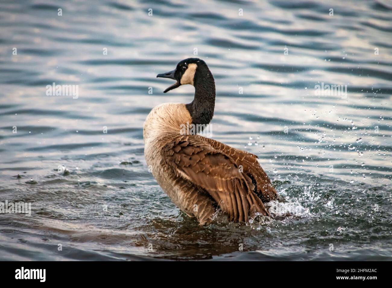 Canada goose (Branta canadensis) bathing, lake Ontario, Canada Stock ...
