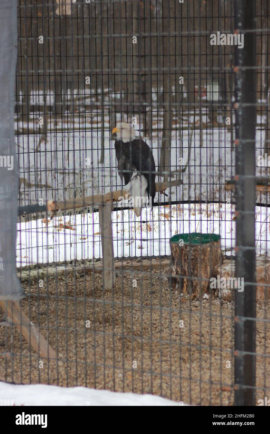 Adult bald eagle recovering in an animal enclosure Stock Photo - Alamy
