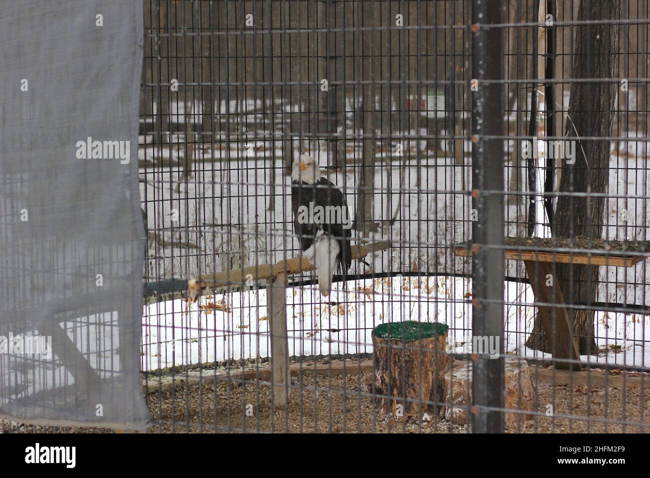Adult bald eagle recovering in an animal enclosure Stock Photo - Alamy