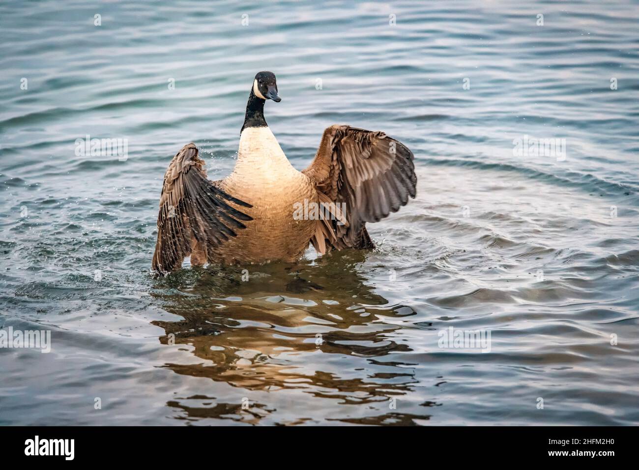 Canada goose (Branta canadensis) bathing, lake Ontario, Canada Stock ...