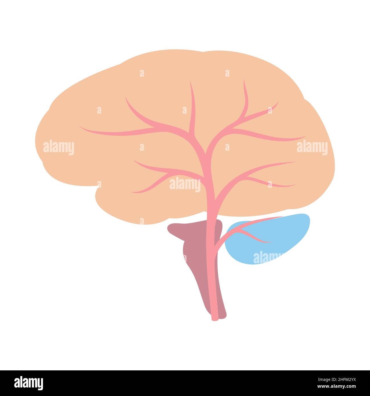 Illustration of brain internal organ. Human body anatomy. Health care ...