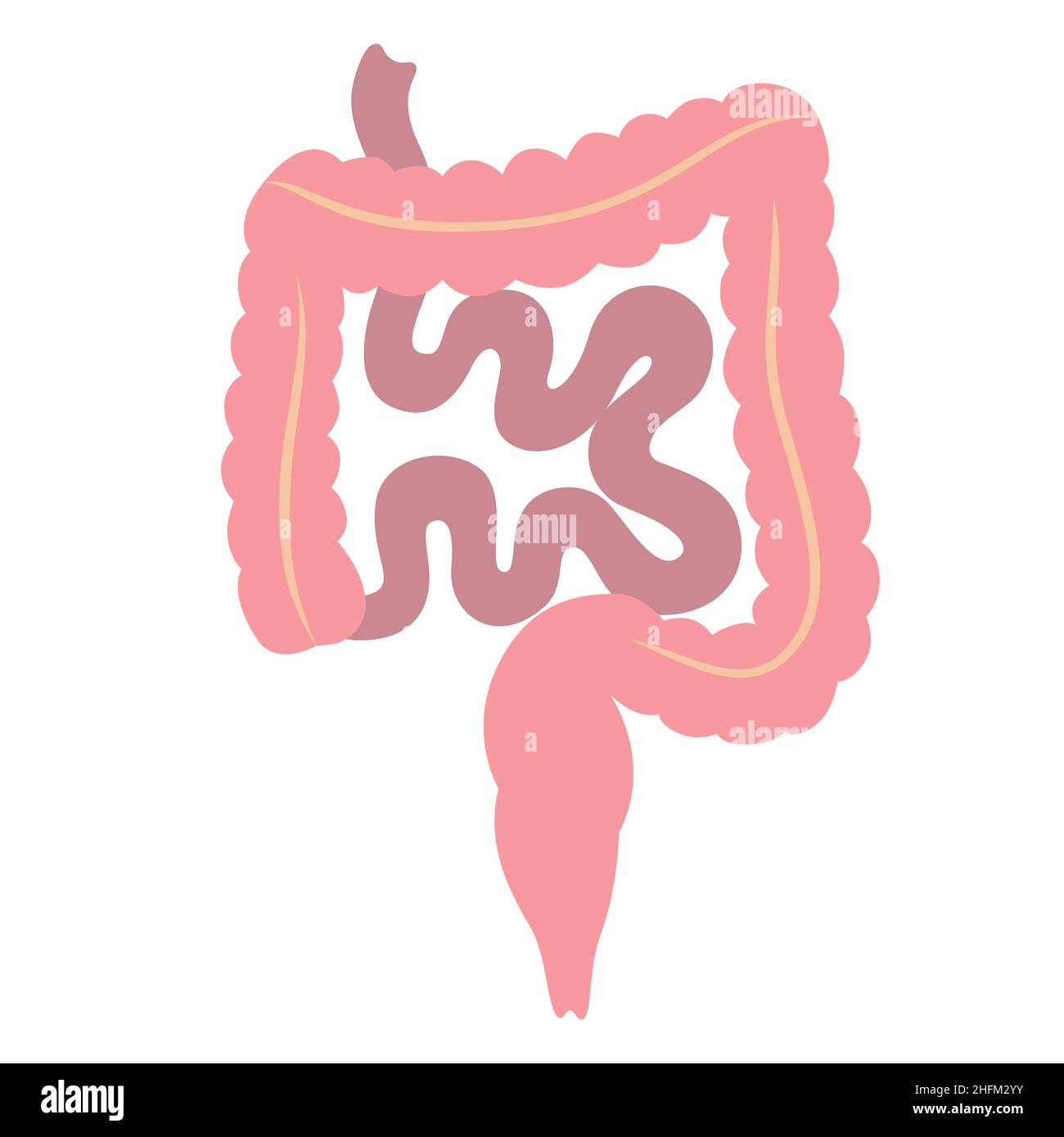 Illustration of intestines internal organ. Human body anatomy. Health ...