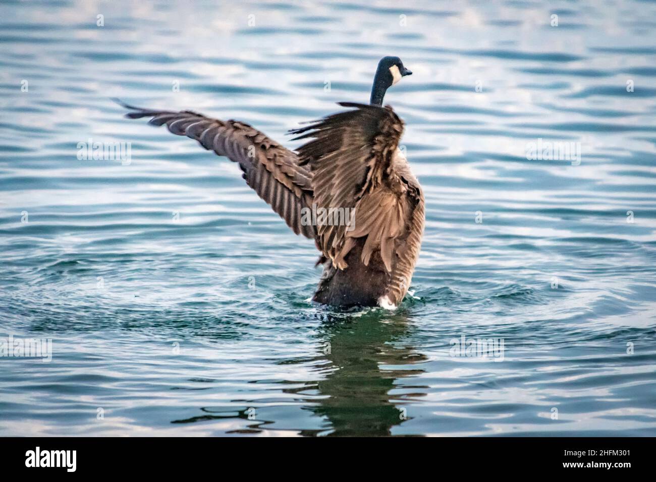 Canada goose (Branta canadensis) bathing, lake Ontario, Canada Stock ...