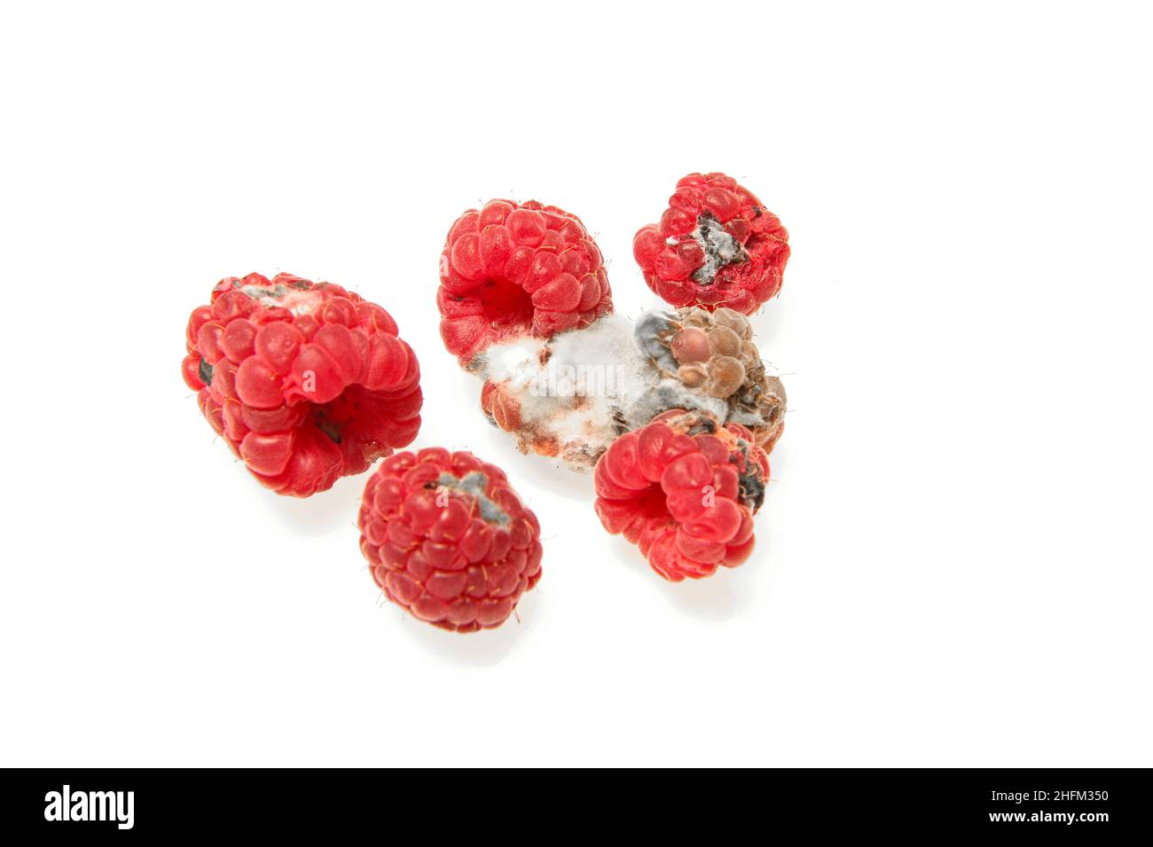 Several mouldy raspberries. Rotten and uneatable. Isolated on white ...