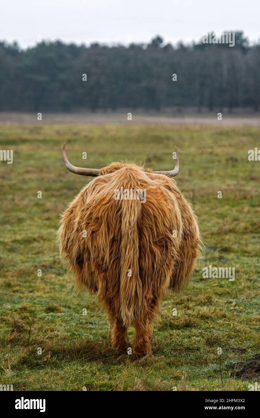 Highlander Cattle
