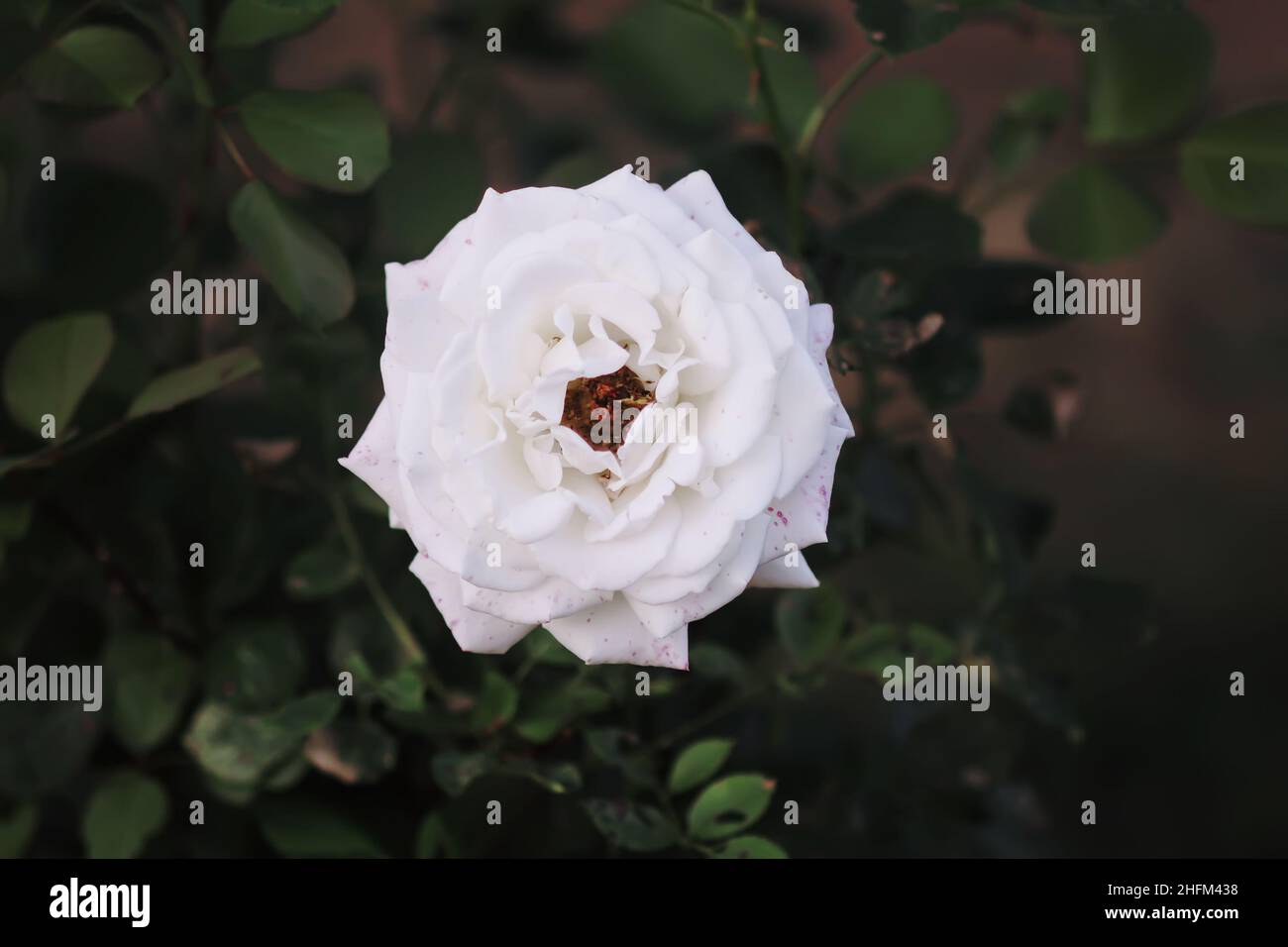 Beautiful white rose flower blooming in summer garden Stock Photo - Alamy