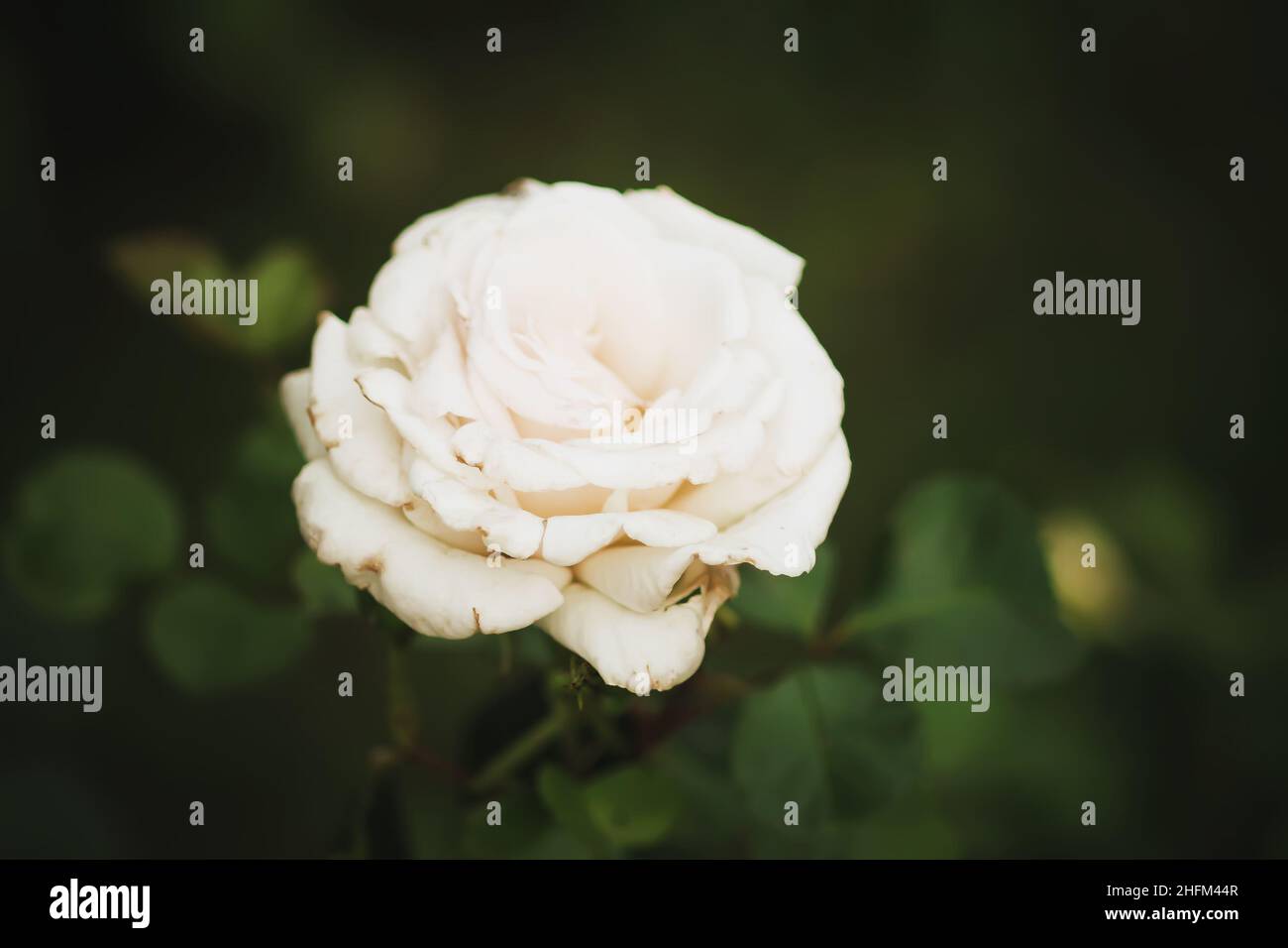 Rose flower profile in garden hi-res stock photography and images - Alamy
