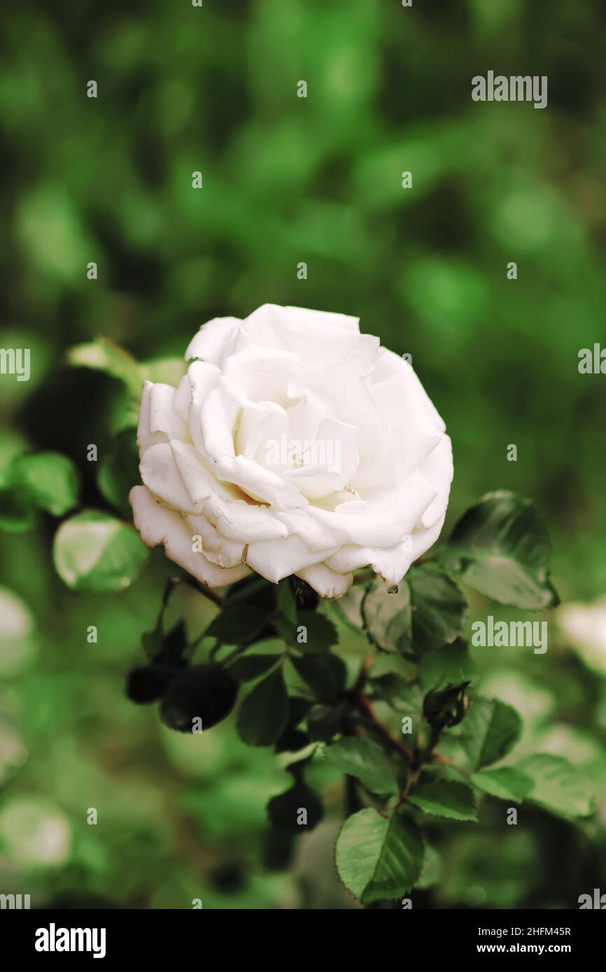 Beautiful white rose flower blooming in summer garden Stock Photo - Alamy