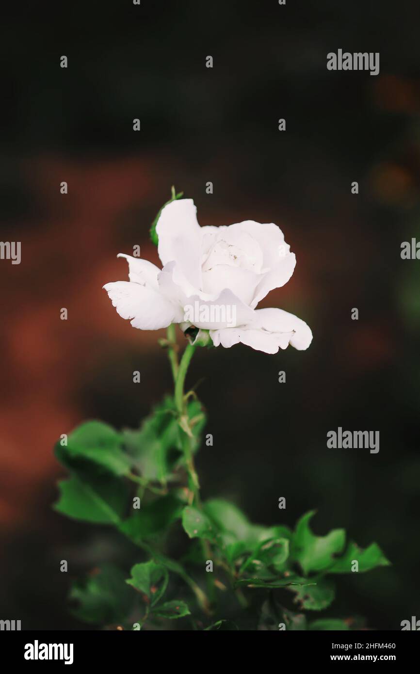 Rose flower profile in garden hi-res stock photography and images - Alamy
