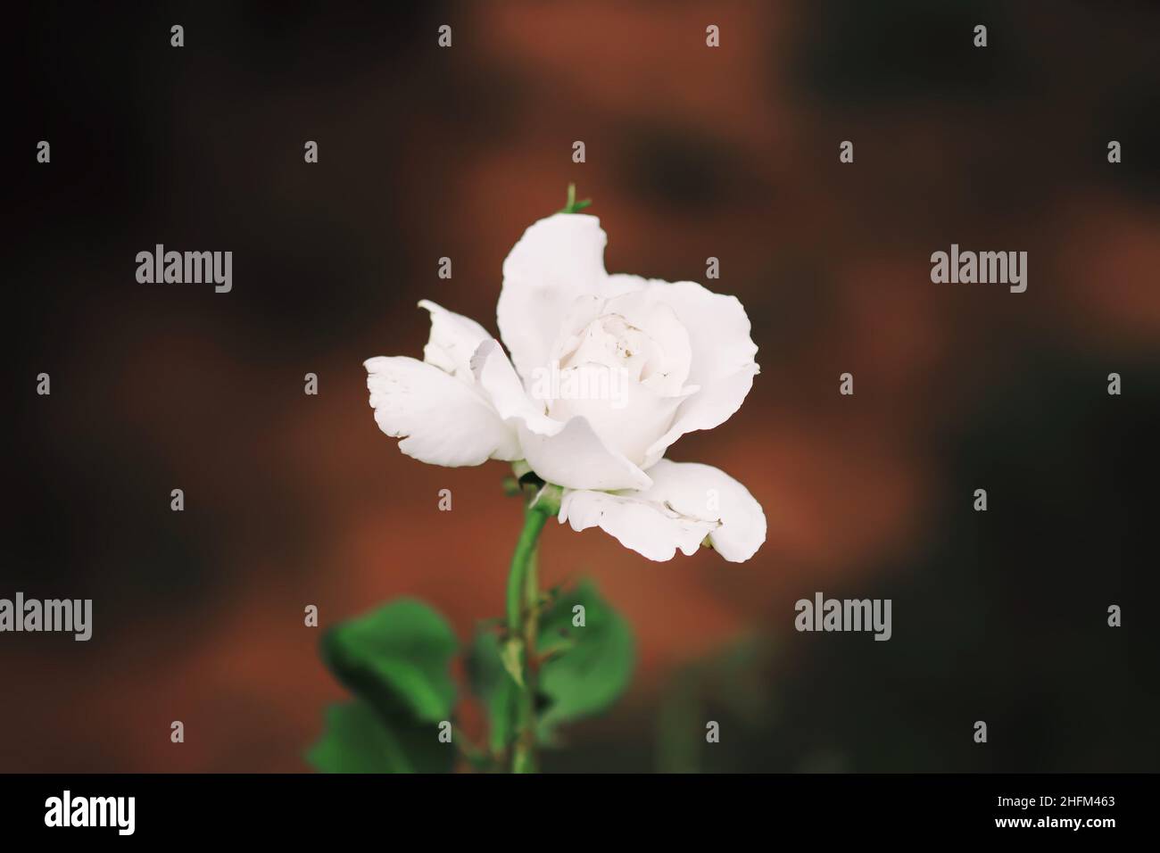 Rose flower profile in garden hi-res stock photography and images - Alamy