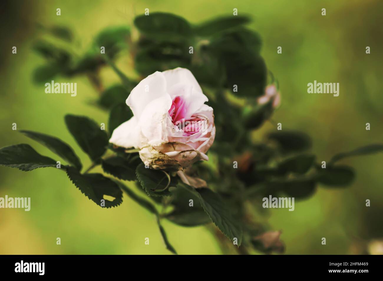 Rose flower profile in garden hi-res stock photography and images - Alamy