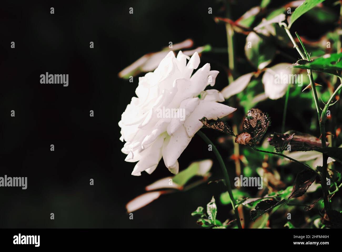 Rose flower profile in garden hi-res stock photography and images - Alamy