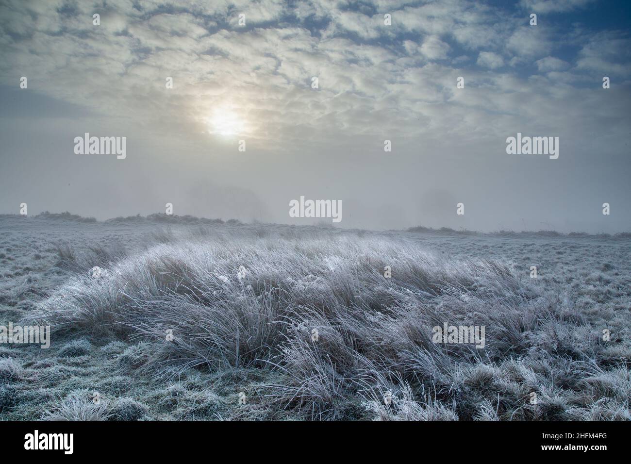 Frosty grasses on Baildon Moor in Yorkshire, England Stock Photo - Alamy