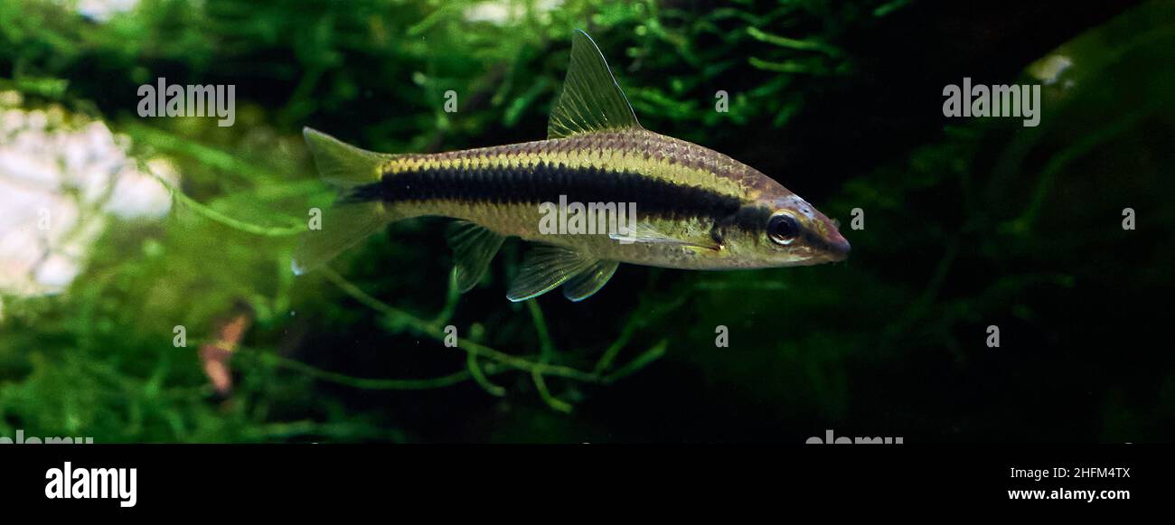 Siamese algae eater fish in the planted aquarium. Green moss on the ...