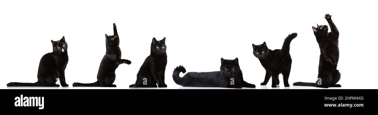 Set made of portraits of black cat sitting, lyin, giving paw, having ...