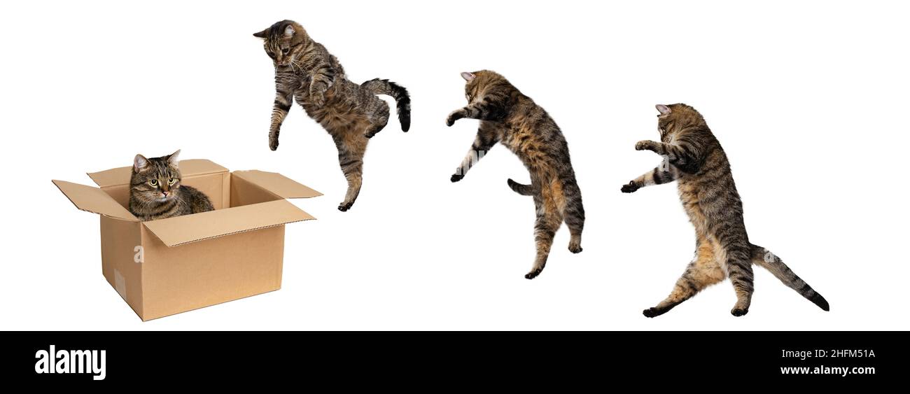 Development of movements. Cat jumping into carton box isolated on white ...