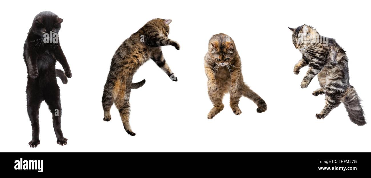Collage made of portraits of 4 cats jumping, flying, having fun ...