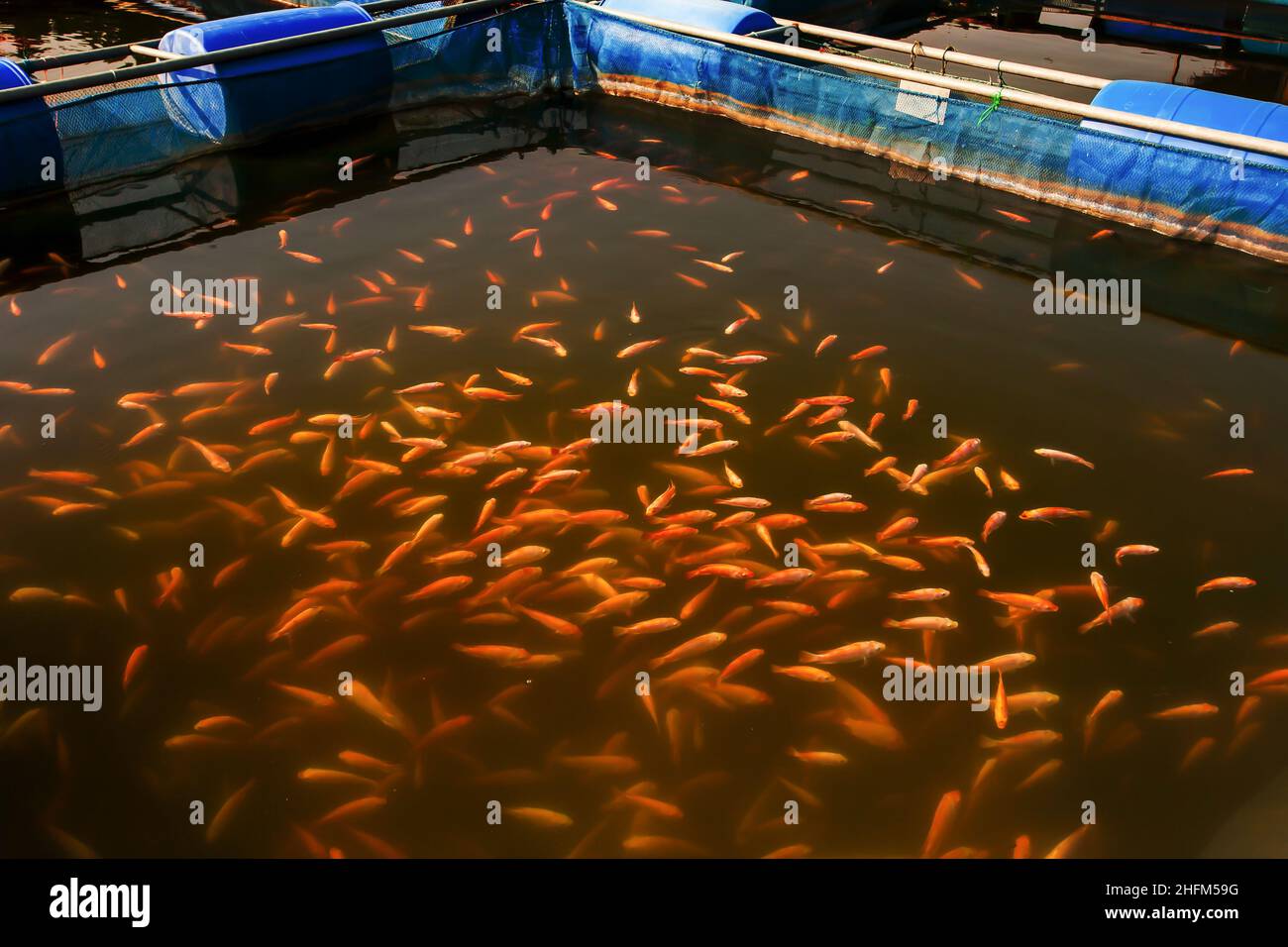 Tilapia Fish Farming