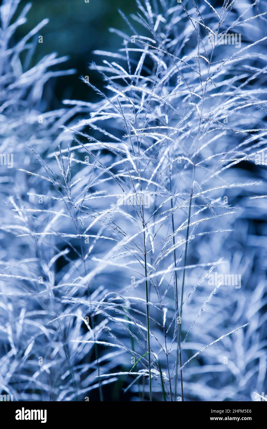 White cane hi-res stock photography and images - Alamy