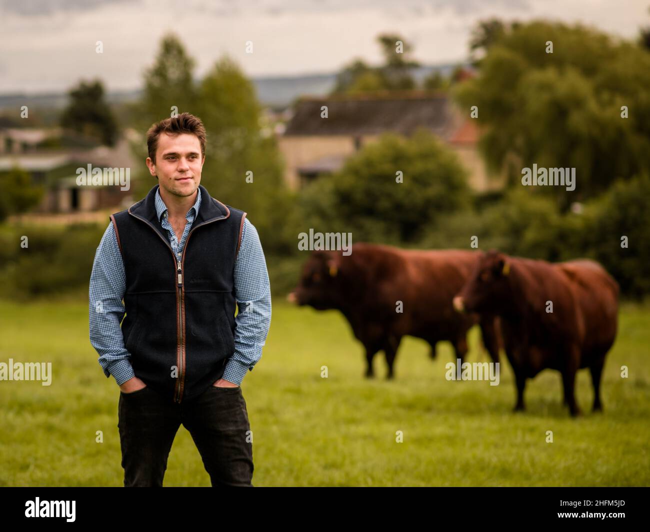 Ruby cattle hi-res stock photography and images - Alamy