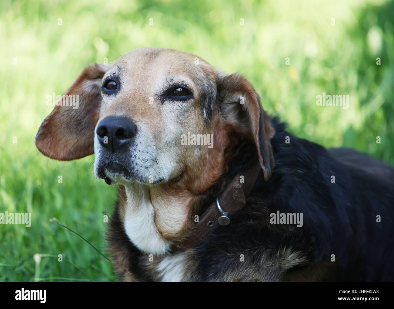 Funny dog sitting on a green grass Stock Photo - Alamy