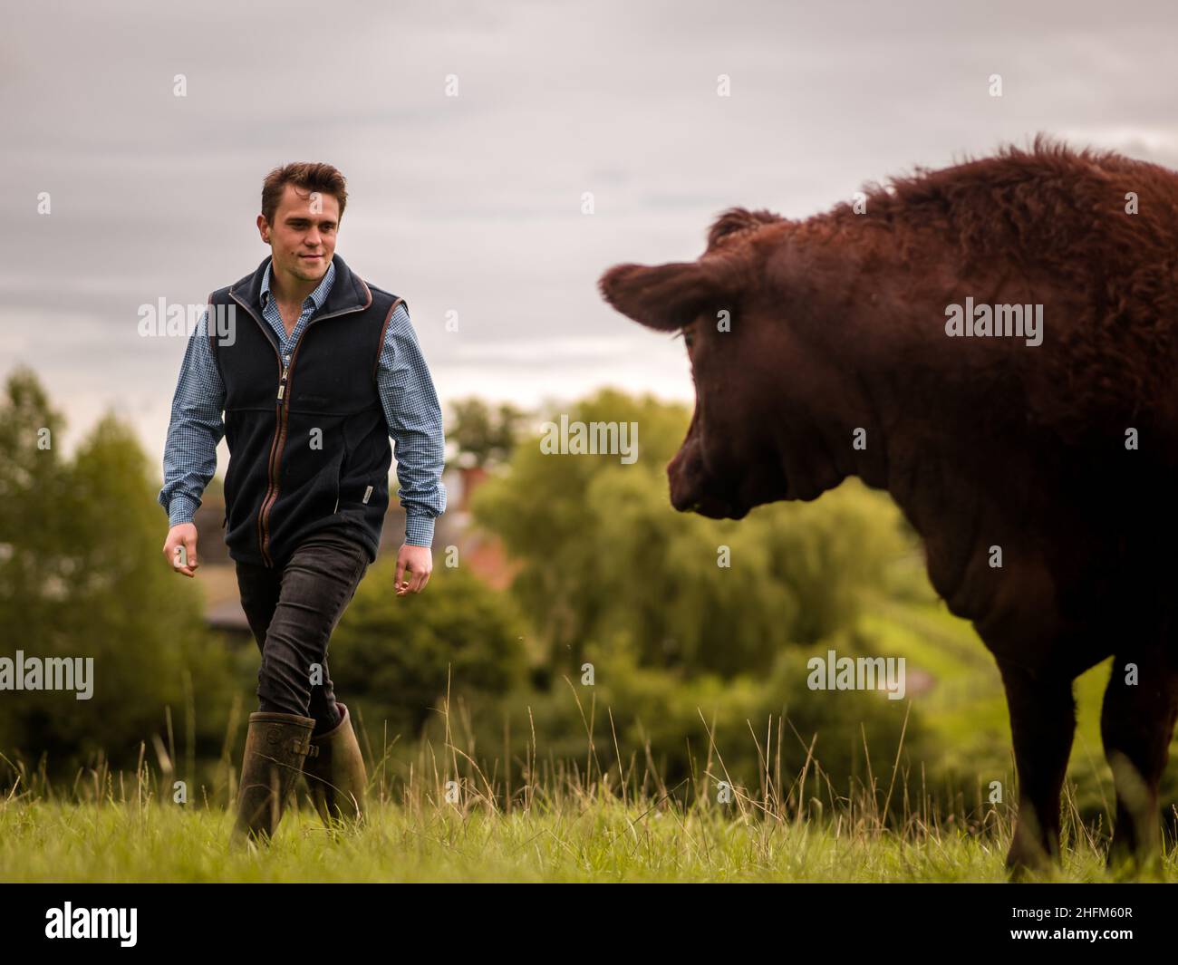 Devon Ruby cattle cows in a field Stock Photo - Alamy