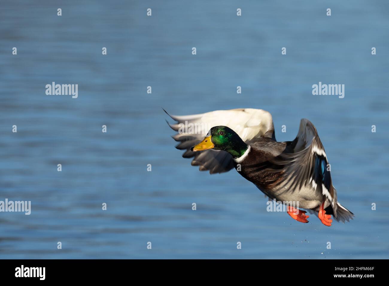 Closeup male mallard flying hi-res stock photography and images - Alamy