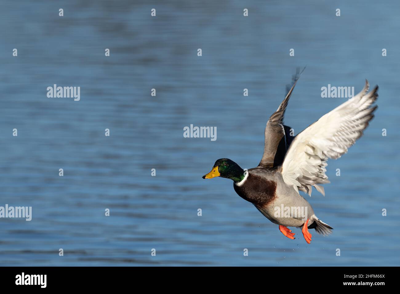 Male mallard flying in Bushy Park, Lindon Stock Photo - Alamy