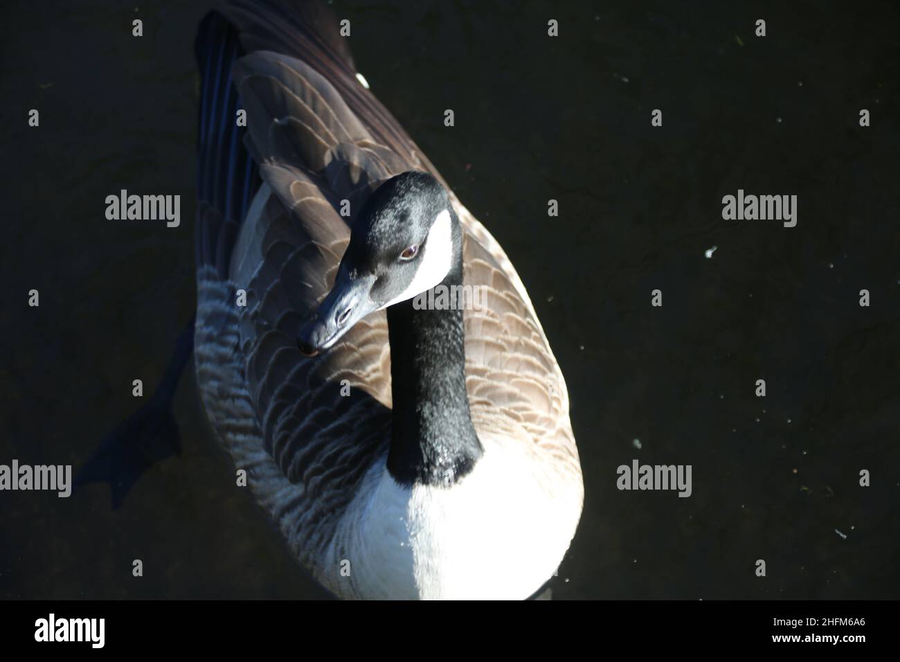 close up of Canada goose Stock Photo - Alamy