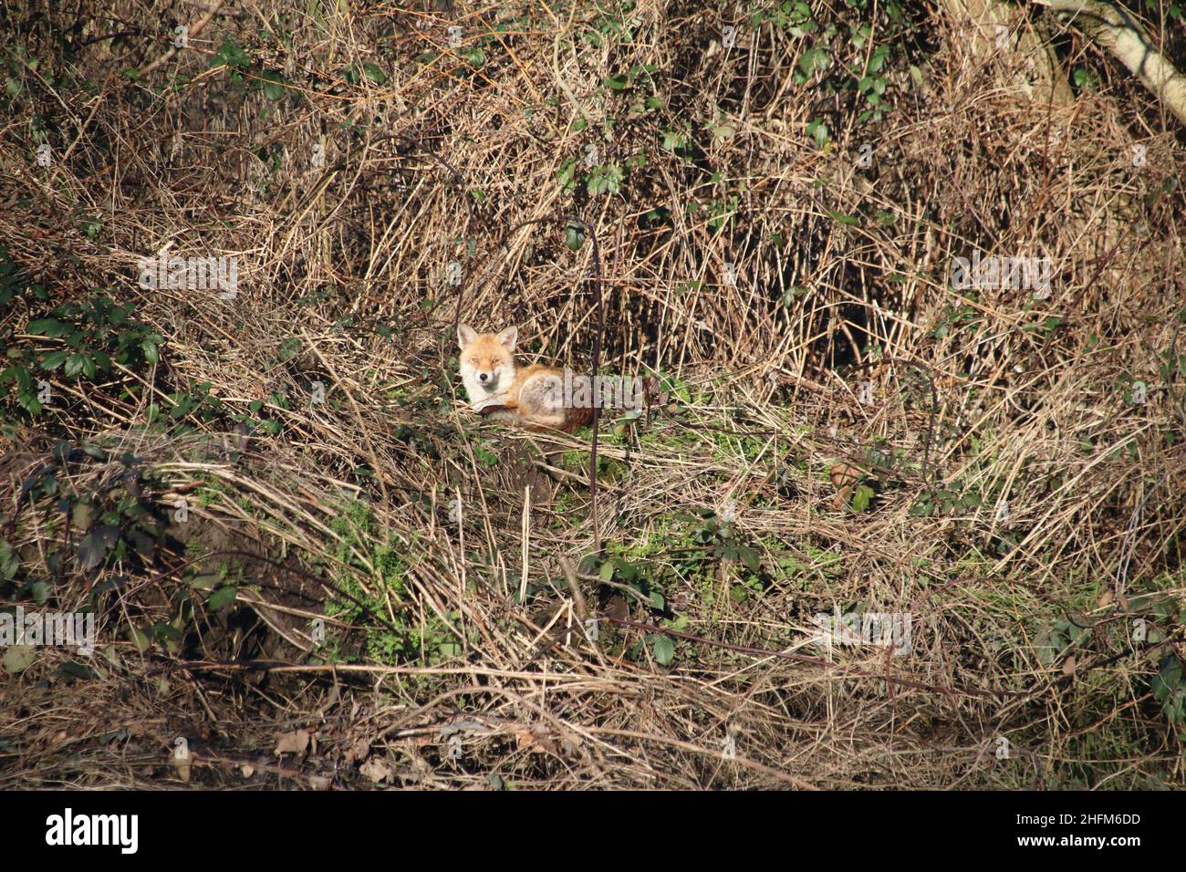 Fox winter sun hi-res stock photography and images - Alamy