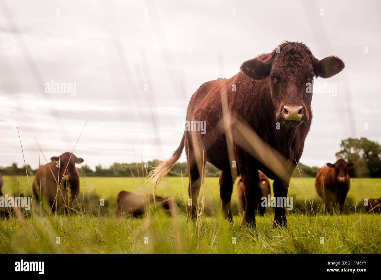 Devon Ruby cattle cows in a field Stock Photo - Alamy