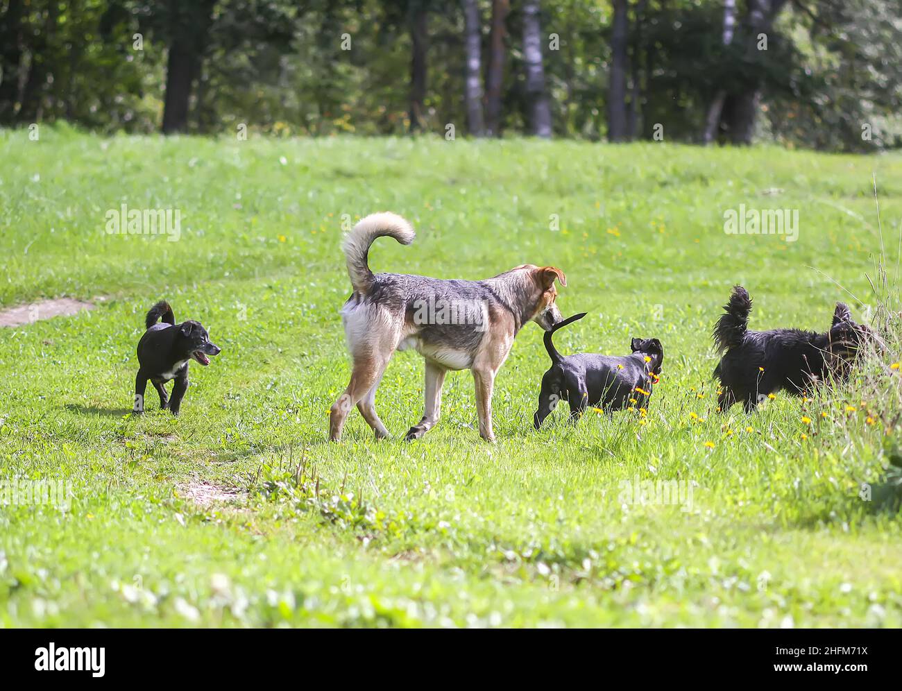 Group of mongrel dogs in green meadow in countryside Stock Photo - Alamy