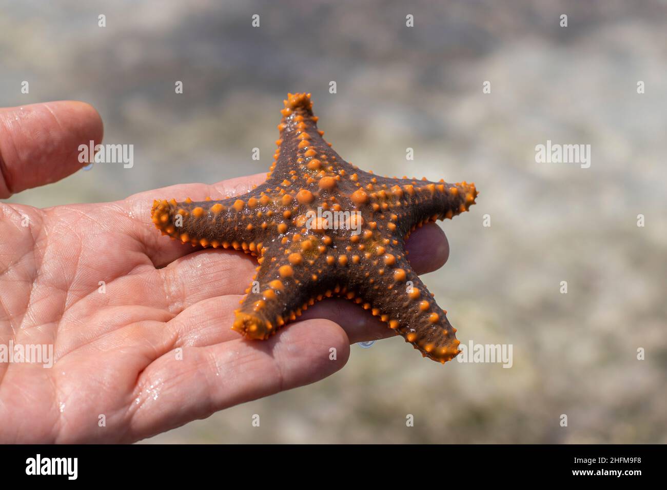 Zanzibar starfish swim hi-res stock photography and images - Alamy