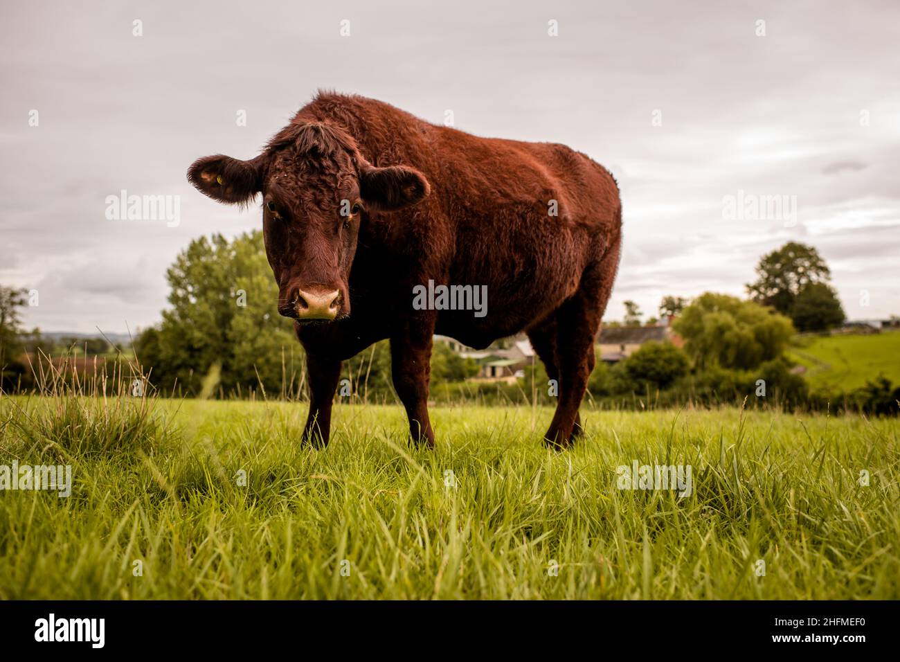 Devon Ruby cattle cows in a field Stock Photo - Alamy
