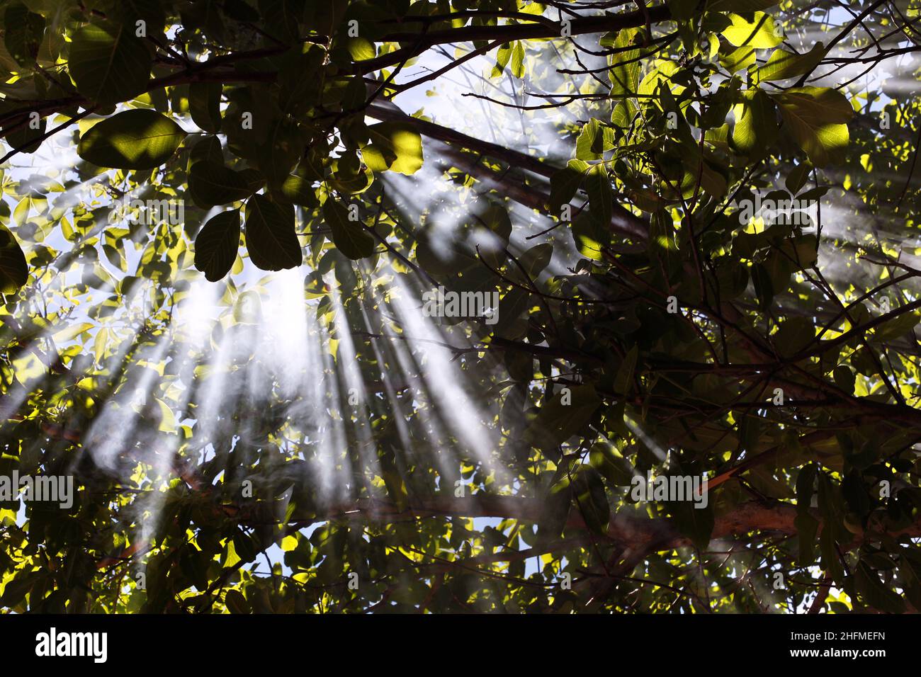 Sun rays. Enlightenment, physical and spiritual Stock Photo - Alamy
