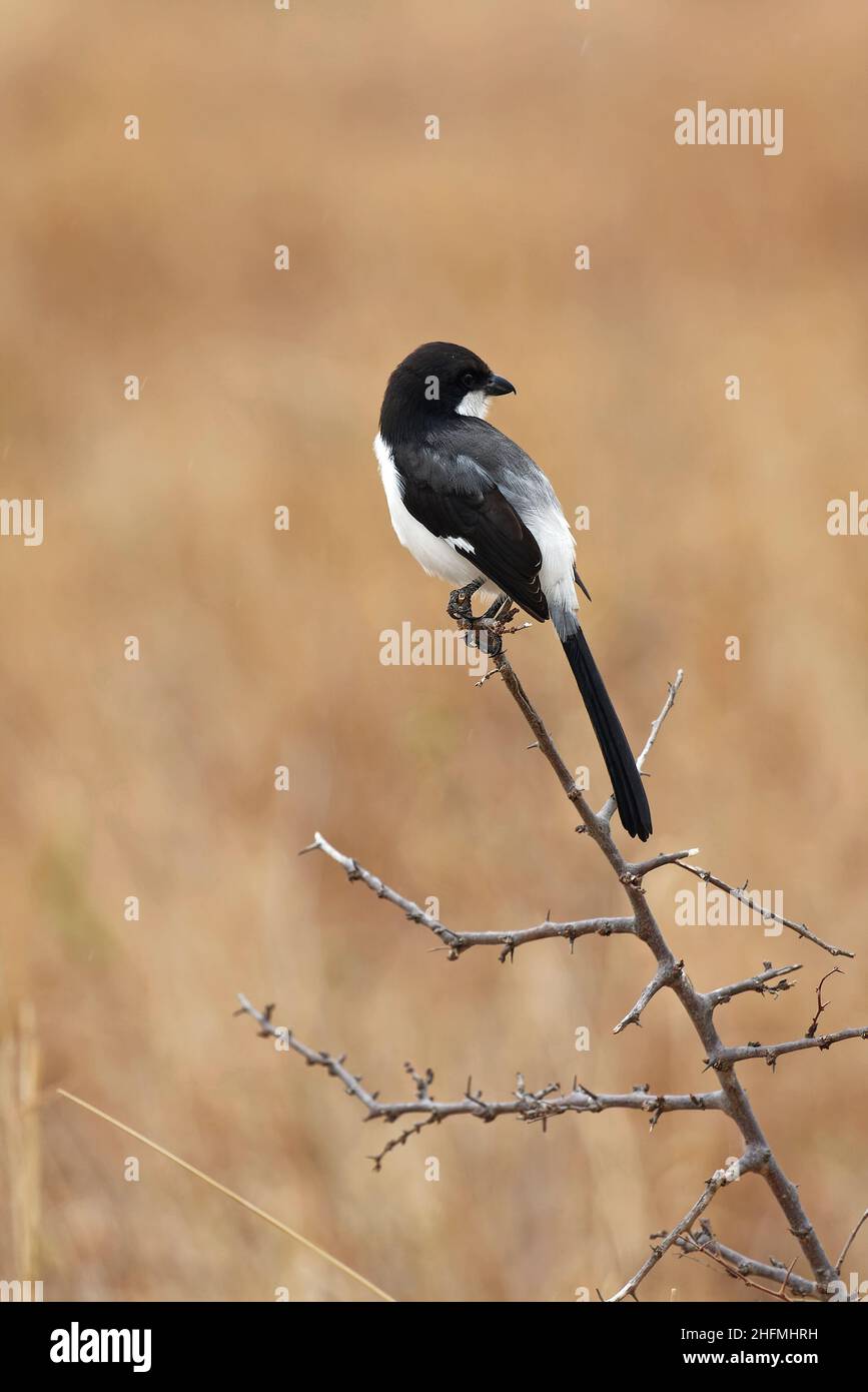 Long-tailed fiscal, sitting on branch, white, grey, Lanius cabanisi ...