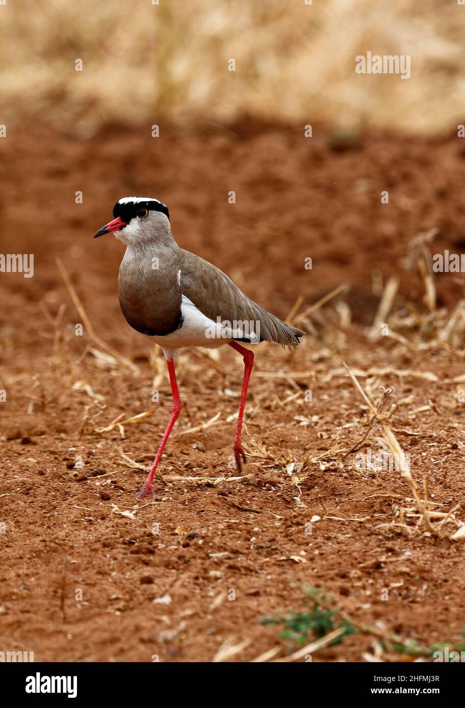Crowned lapwing, long red legs, walking, motion, bird, crowned plover ...