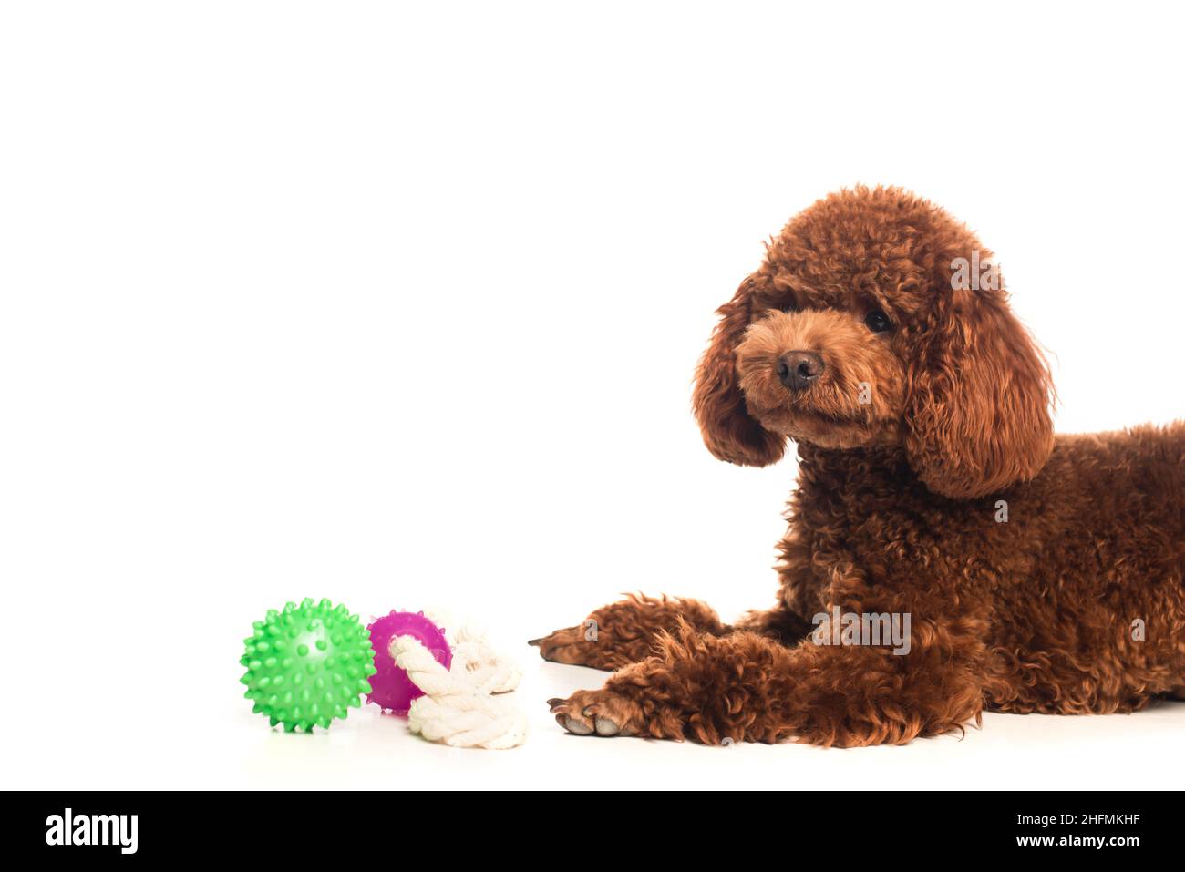 Curly poodle hi-res stock photography and images - Alamy