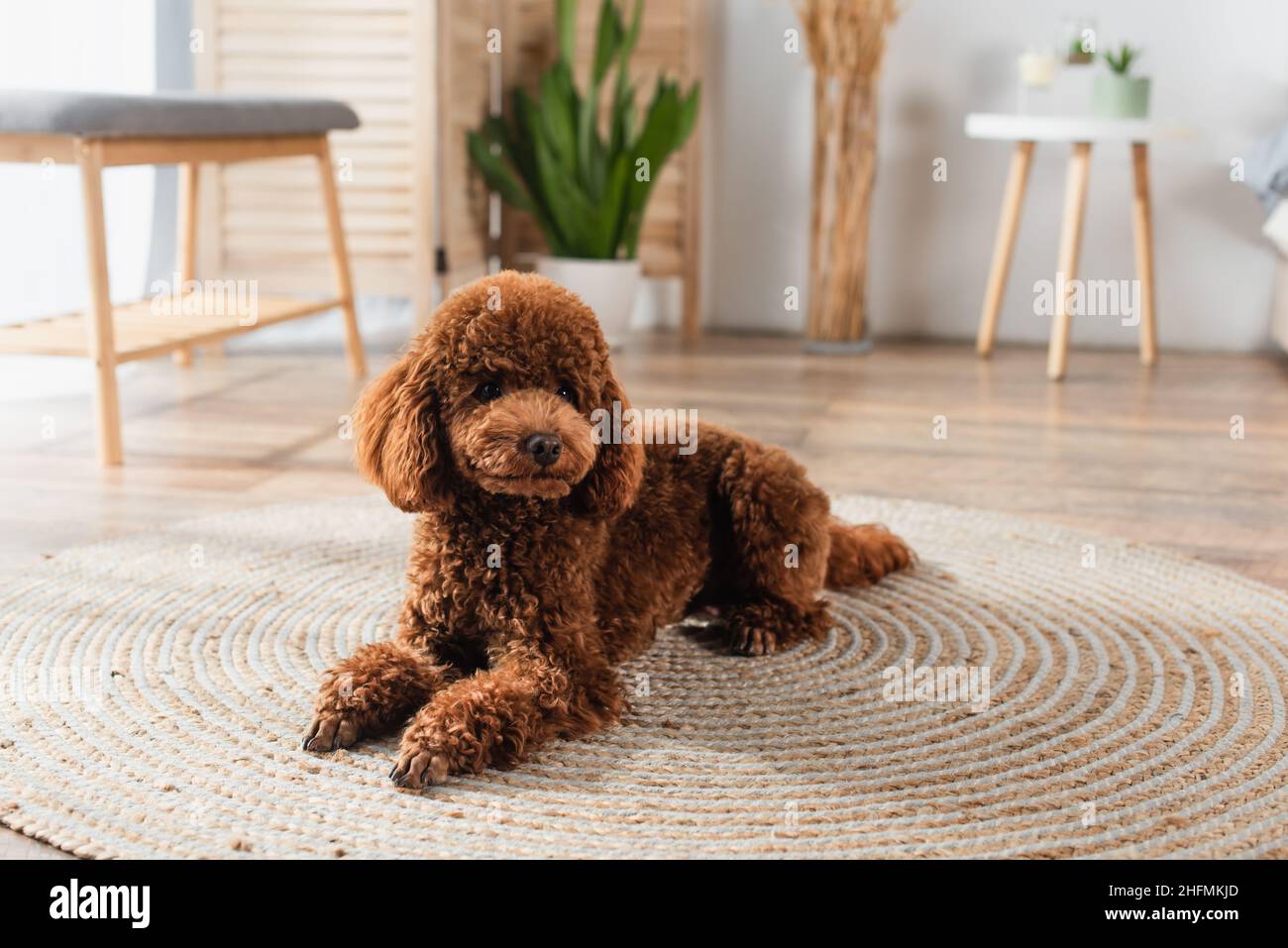 brown poodle lying on round rattan carpet at home Stock Photo - Alamy