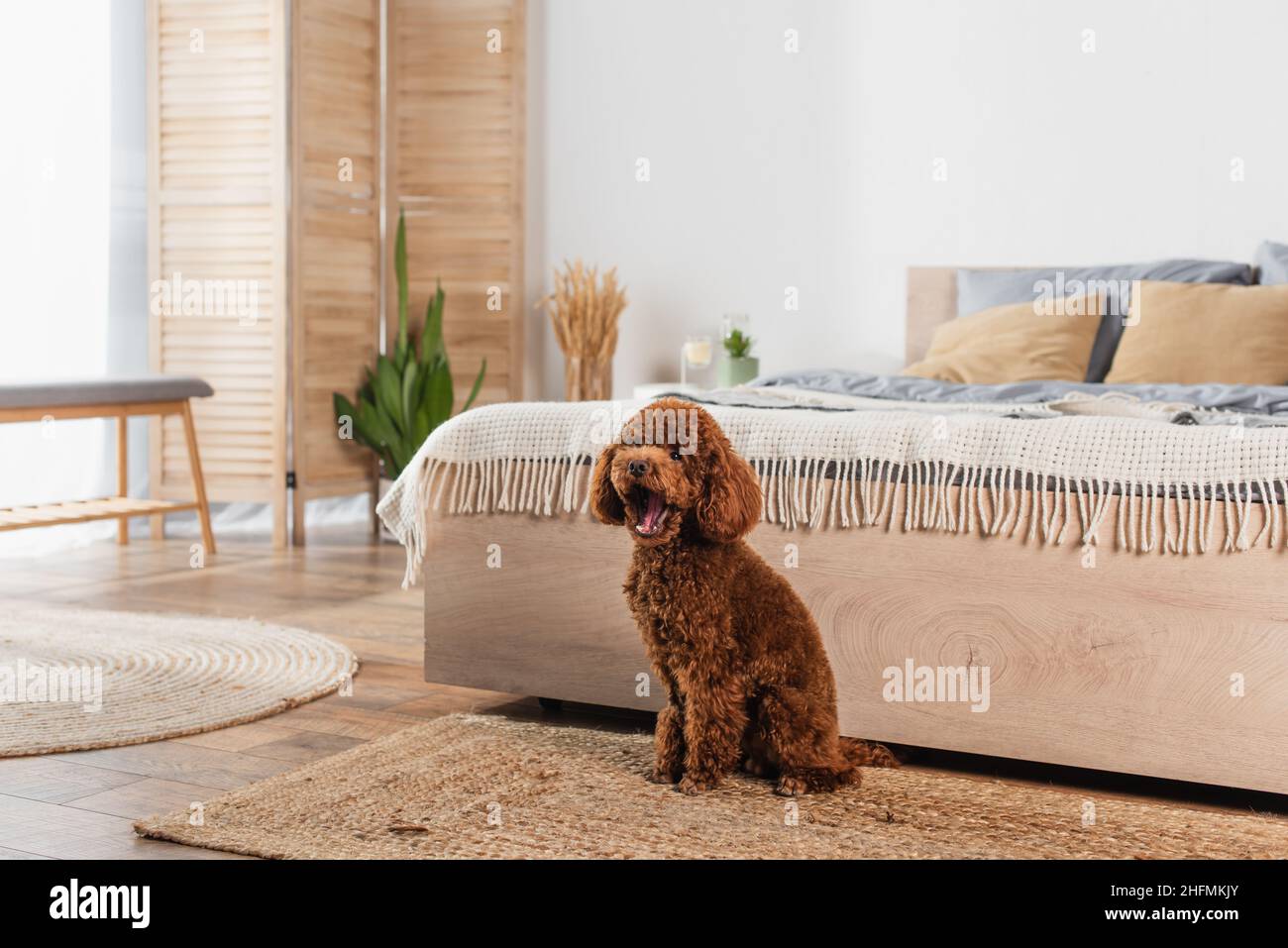 Tired adorable poodle dog yawning hi-res stock photography and images ...