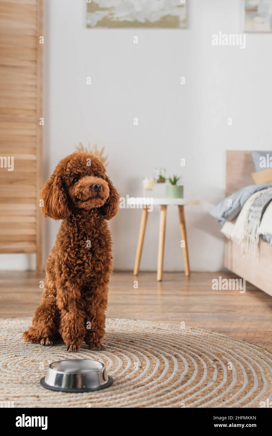Curly poodle hi-res stock photography and images - Alamy