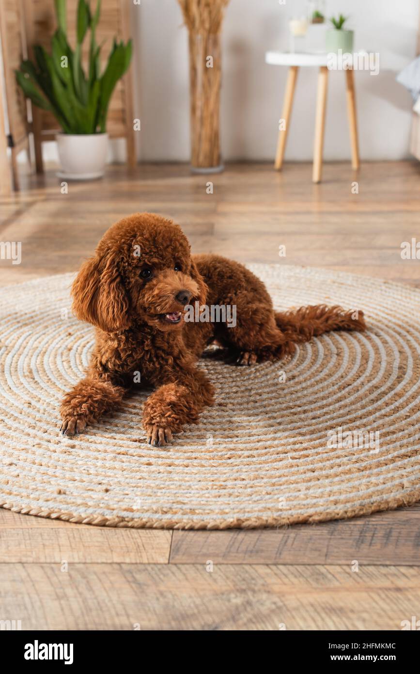 groomed brown poodle lying on round rattan carpet at home Stock Photo ...