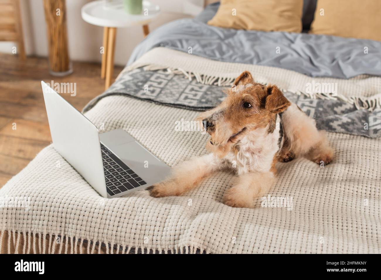 Curly fox terrier hi-res stock photography and images - Alamy